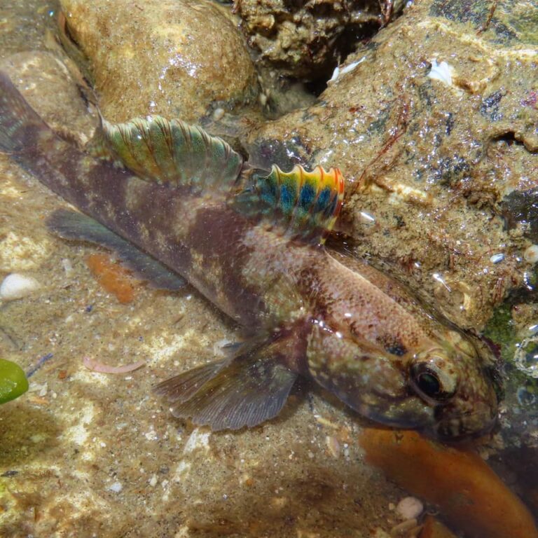 The Living Coast: Vegetated Shingle, The Strandline, Rockpools and The ...